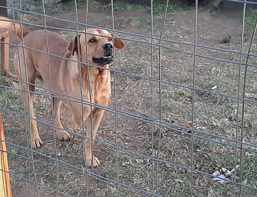 Vaal Pets needs your help | Vaalweekblad